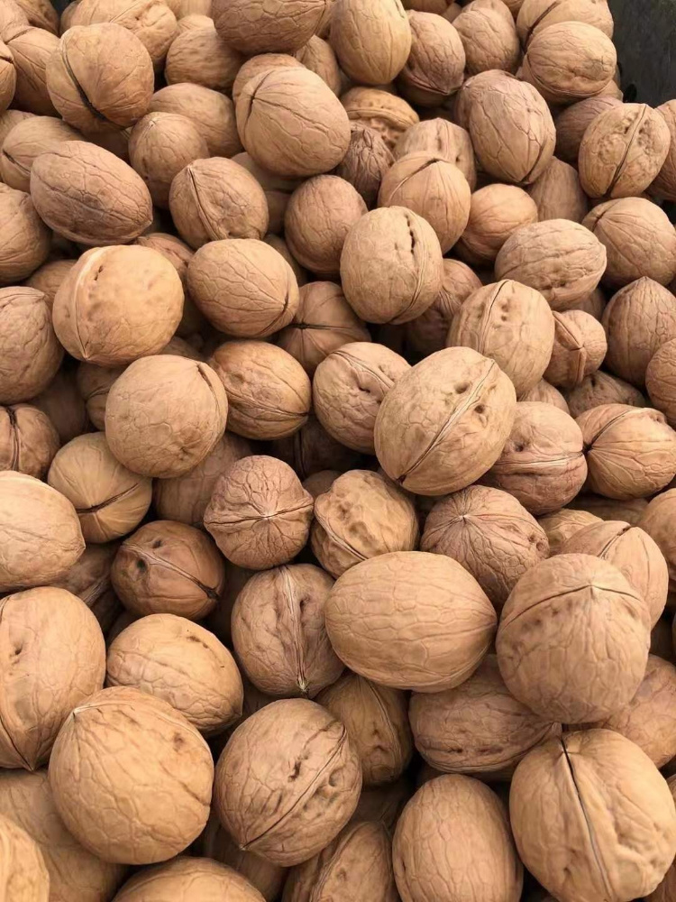 Wholesale Large Quantity Of High Quality Xinjiang Walnuts 185 Walnuts ...