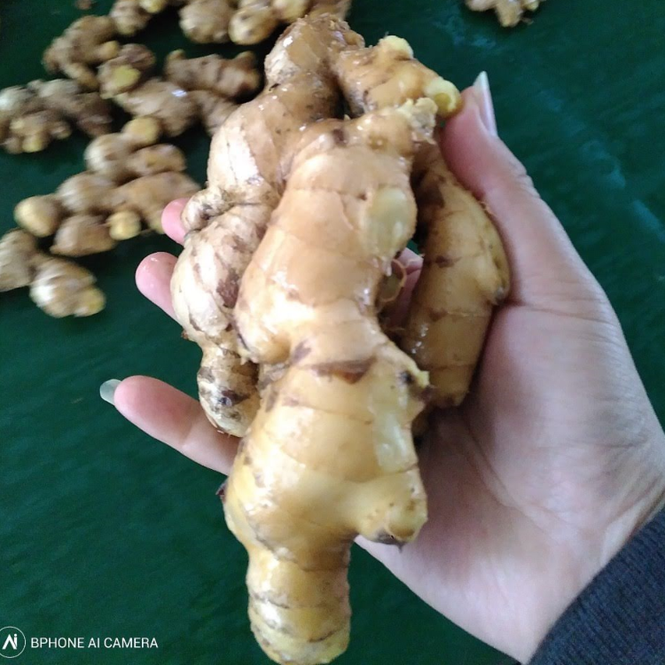 Buy Wholesale Vietnam Export / Wholesales High Quality Fresh Elephant ...