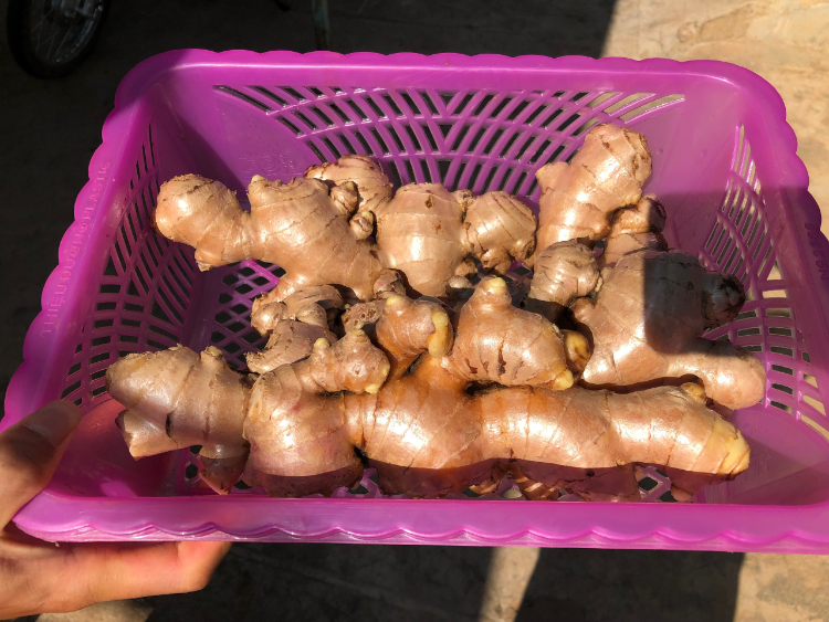 Buy Wholesale Vietnam Export / Wholesales High Quality Fresh Elephant Ginger From Vietnam 2022 ...