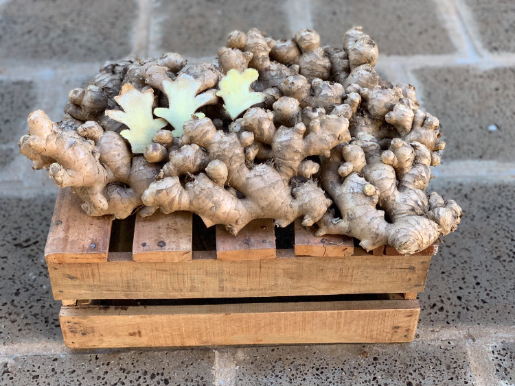 Buy Wholesale Vietnam Export / Wholesales High Quality Fresh Elephant ...