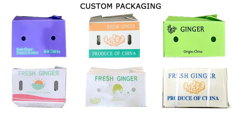 Fresh Ginger 150g Packing In 5kg 6kg 7kg 8kg Pvc Box - China Wholesale ...