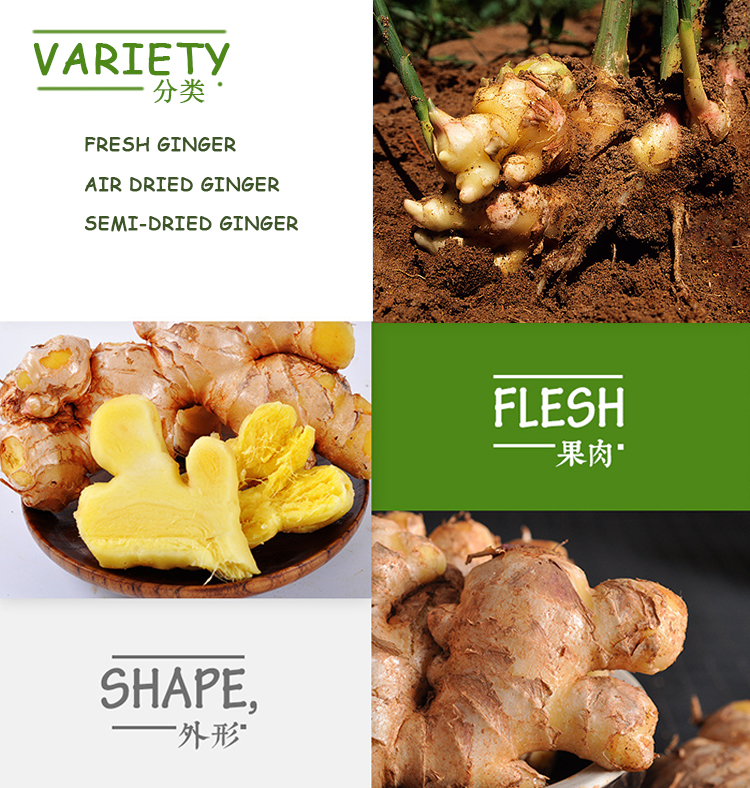 Fresh Ginger 150g Packing In 5kg 6kg 7kg 8kg Pvc Box - China Wholesale ...
