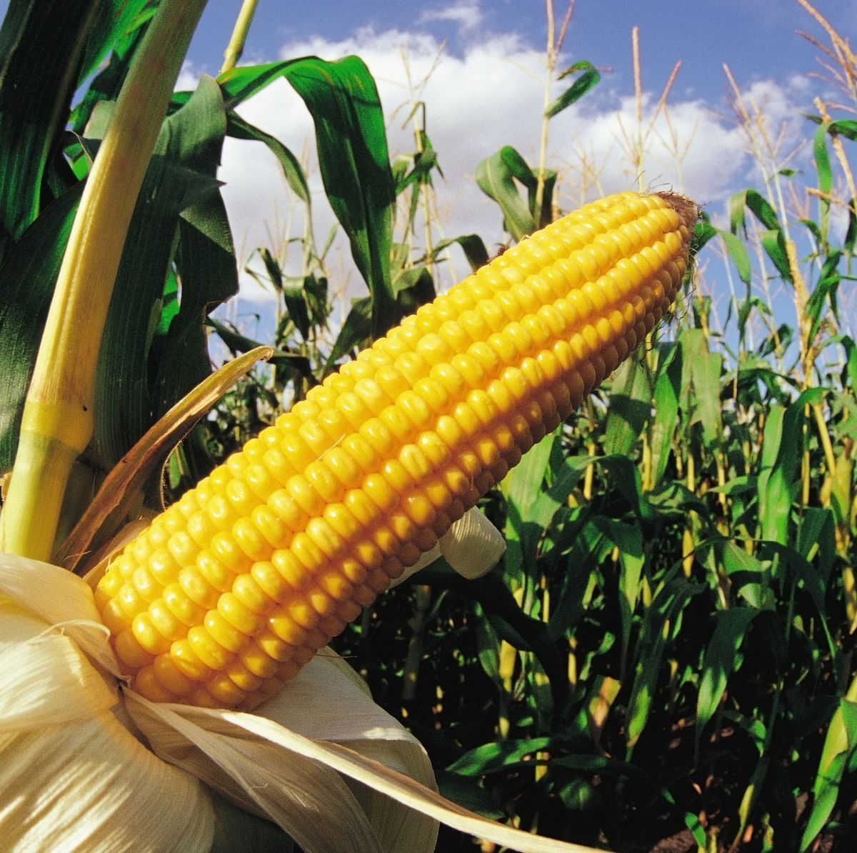Buy Wholesale United States Yellow Corn Maize For Animal Feed / Yellow ...
