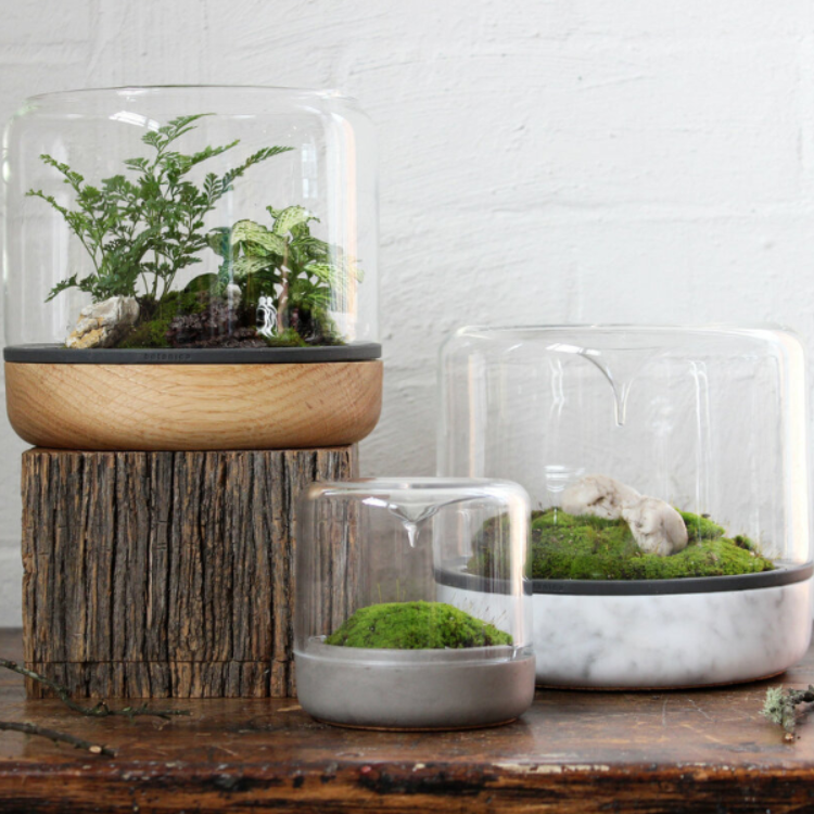 Bulk Buy China Wholesale Sanctuary Rainforest Terrarium Oak Base ...