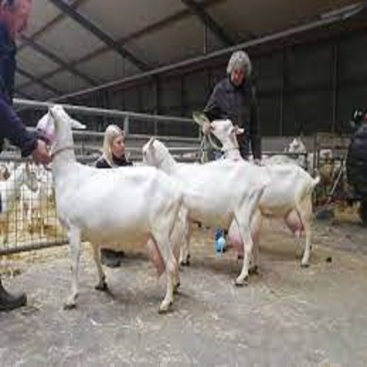 Buy Wholesale Canada High Quality Chian Live Stock Saanen Goat Available For Sale At Low Price ...