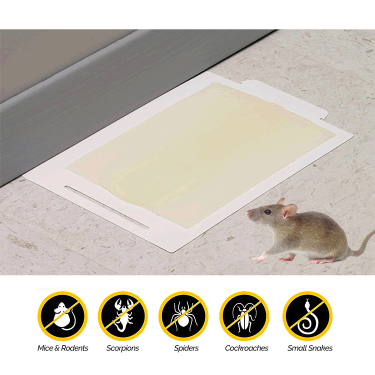 Buy Wholesale China Customized White 72 Pack Bugs Insects Bed Bugs ...