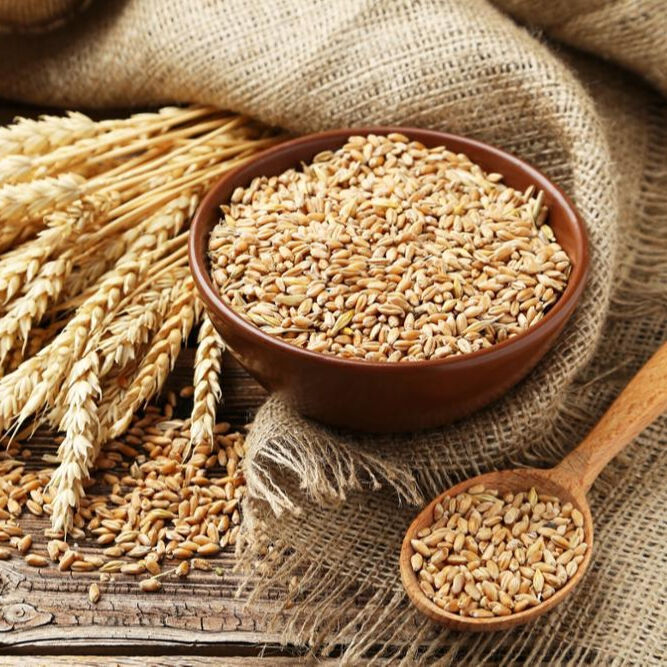 Buy Wholesale South Africa Premium Quality Ukrainian Wheat Grains ...