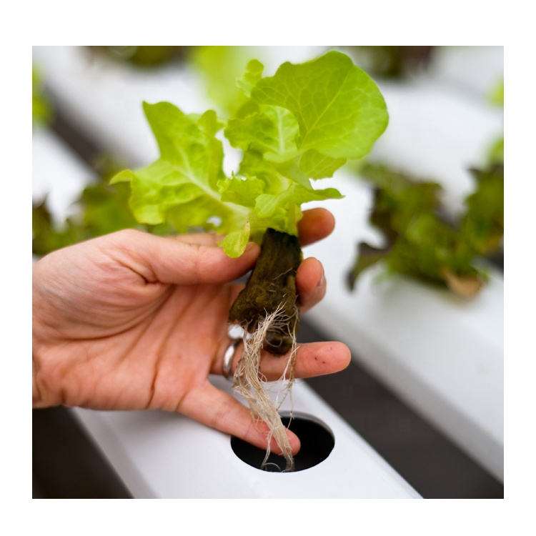 Buy China Wholesale Plant Hydroponics Nft System With 108 Holes Kits ...