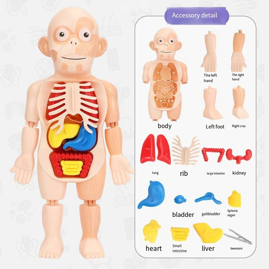 Buy Wholesale China Oem Wholesale Factory Price Educational Science ...