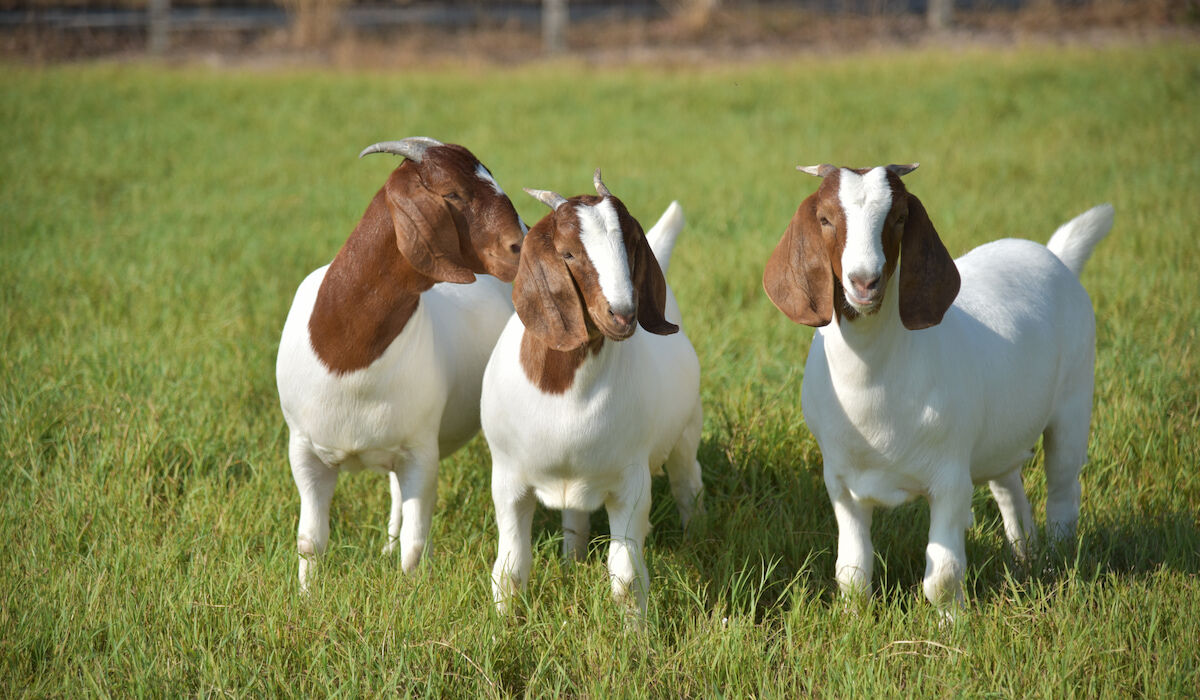 Buy Wholesale Canada Live Boer Goats, Saanen Goats For Sale/ Alive Boer ...
