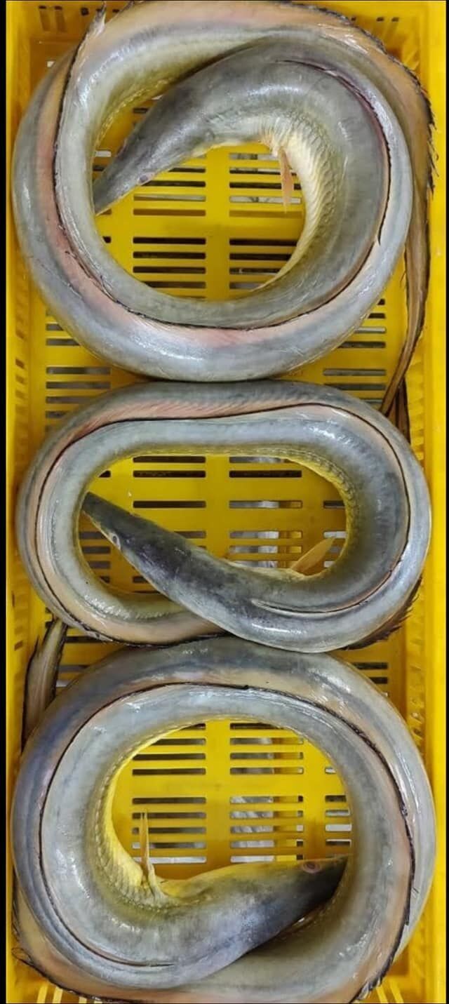 Buy Wholesale South Africa Live Eeh Fish For Sale / Frozen Eel Fish ...