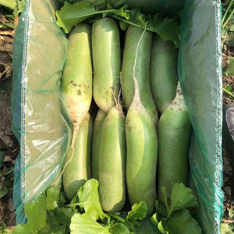 Fresh Green Radish - Buy China Wholesale Chinese Green Radish $150 ...