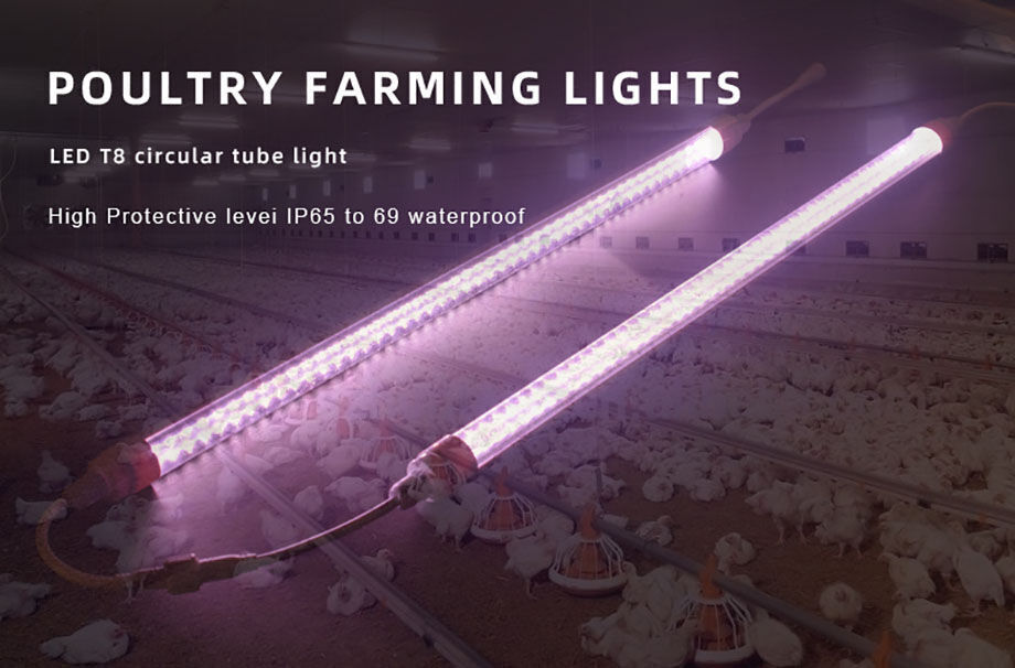 Buy Wholesale China Dimmable Hontech High Quality Led Poultry Light For ...