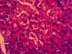 Buy Wholesale China 100 Kinds Mixed Animal Pathology Prepared Slides ...