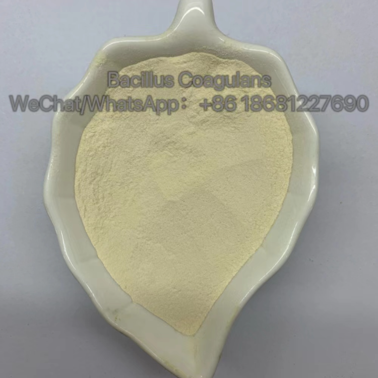 Buy China Wholesale Bacillus Coagulans Powder Probiotics Lactic Acid ...
