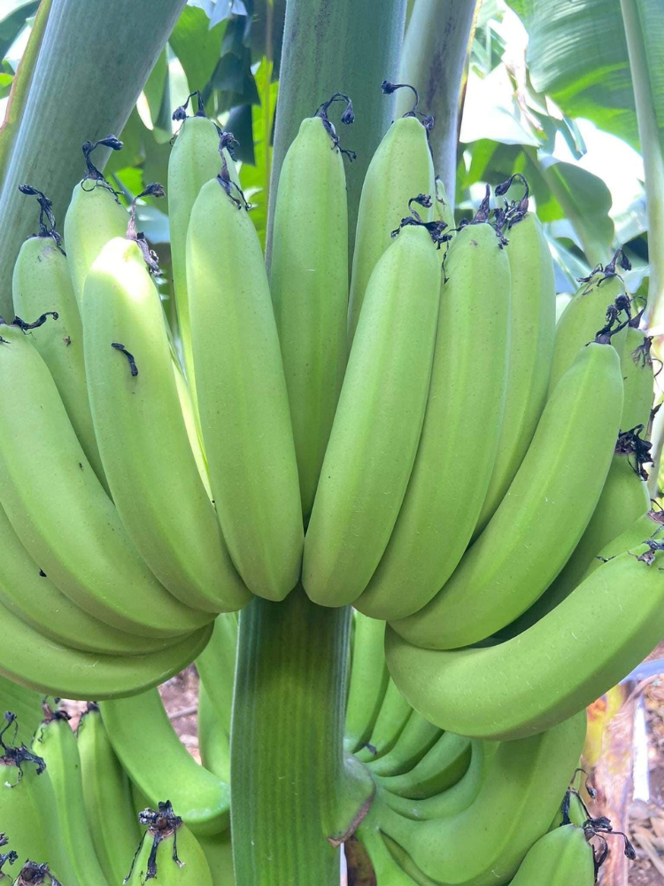 Buy Wholesale Vietnam Best Price Fresh Cavendish Bananas Fresh ...