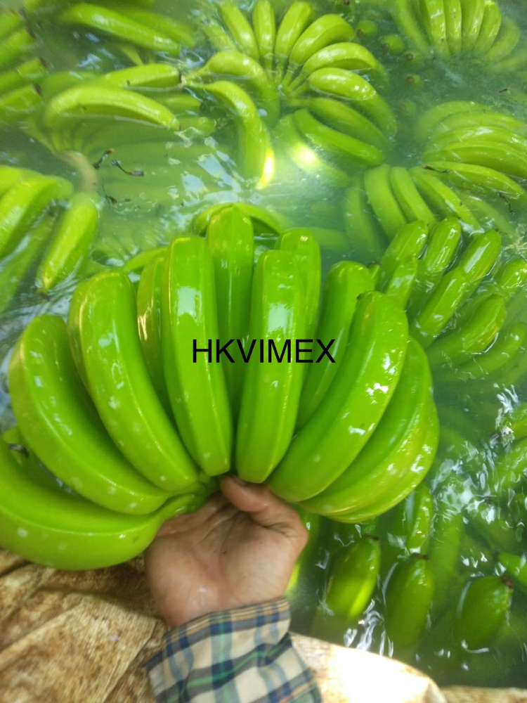 Buy Wholesale Vietnam Best Price Fresh Cavendish Bananas Fresh ...