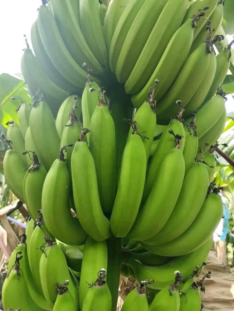 Buy Wholesale Vietnam Best Price Fresh Cavendish Bananas Fresh ...