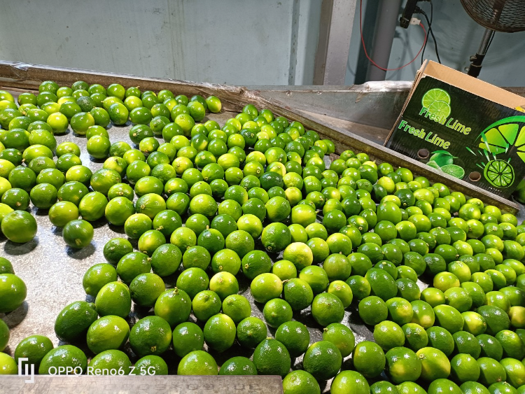 Buy Vietnam Wholesale Fresh Seedless Lime Vietnam / Cheap Price Fresh ...
