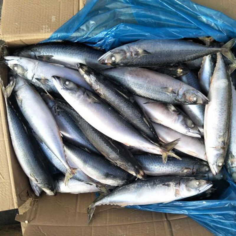 Buy Wholesale Canada Frozen Horse And Pacific Mackerel & Fresh Fish at ...