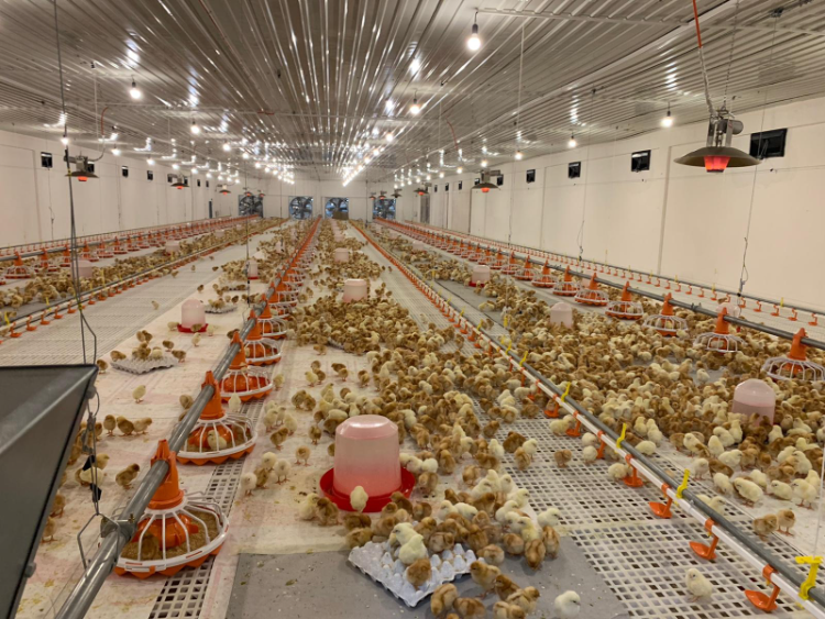 Buy Standard Quality China Wholesale Automatic Poultry Farm Feeding ...