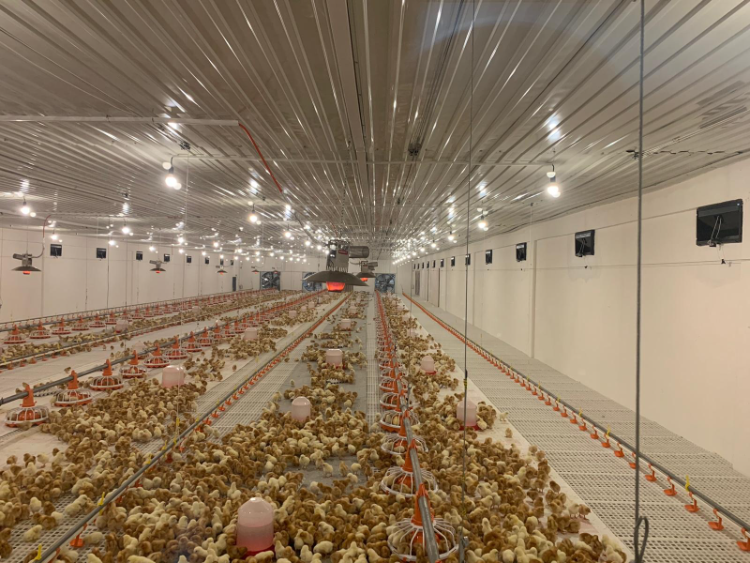 Buy Standard Quality China Wholesale Automatic Poultry Farm Feeding ...