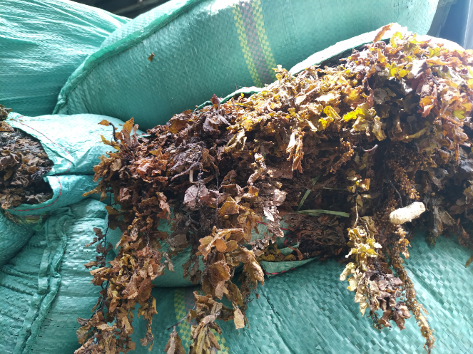 Buy Wholesale Vietnam Vietnam Dried Sargassum Seaweed From Natural ...