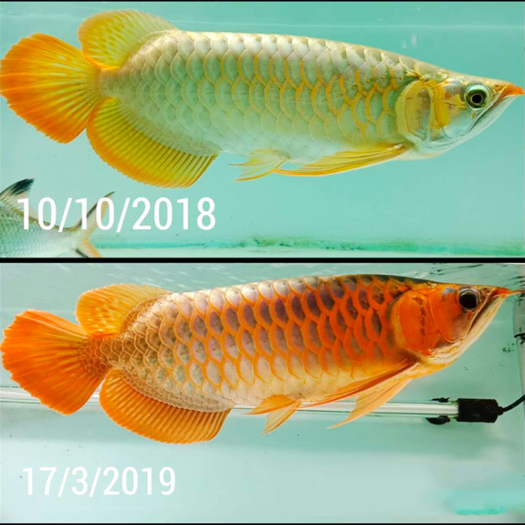 Bulk Buy China Wholesale Mayin Brand Arowana Hair Color Lamp 13000k ...