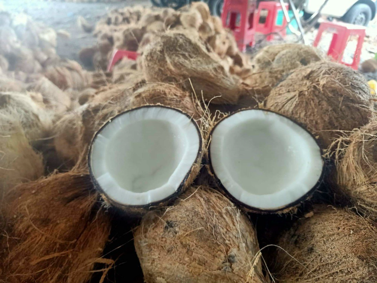 Buy Vietnam Wholesale Vietnamese Fresh Coconut Old Coconut Used For ...