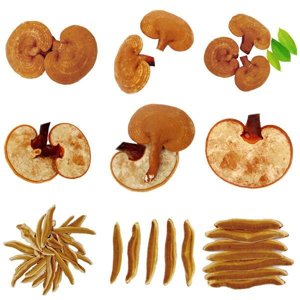 Buy Wholesale Canada Magicc Mushroom Strain Guide & Psilocybe ...