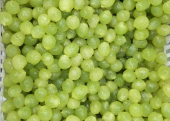 100% Natural Iqf Frozen Grape Peeled Seedless Bulk Packing Top Sale ...