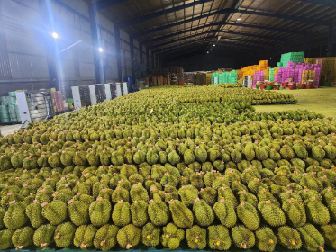 Buy Standard Quality Vietnam Wholesale Cheap Wholesale Competitively ...