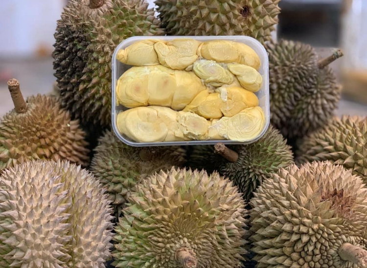 Grade Premium Frozen Durian Fruit Wholesale Price Export Vietnam Famous ...