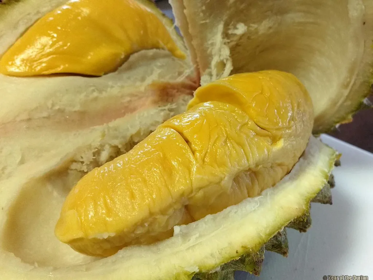 Grade Premium Frozen Durian Fruit Wholesale Price Export Vietnam Famous ...
