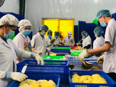 Grade Premium Frozen Durian Fruit Wholesale Price Export Vietnam Famous ...