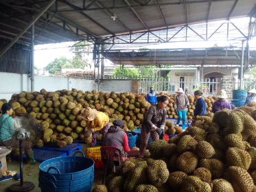 Grade Premium Frozen Durian Fruit Wholesale Price Export Vietnam Famous ...