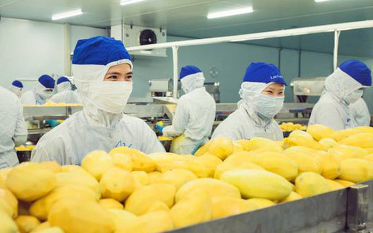 Grade Premium Frozen Durian Fruit Wholesale Price Export Vietnam Famous ...