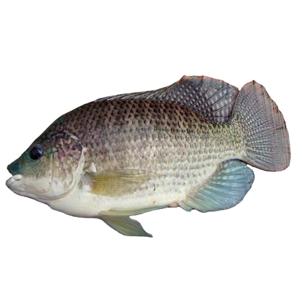 Buy Wholesale Kenya Frozen Tilapia Fish Whole Round Individual Frozen ...