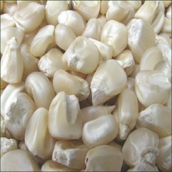 Buy Wholesale Thailand Best Quality 1 Yellow Corn & White Corn/maize ...