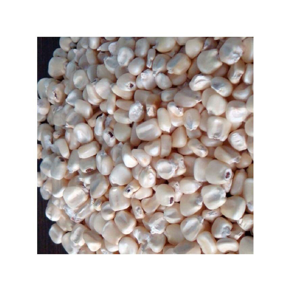 Buy Wholesale Thailand Best Quality 1 Yellow Corn & White Corn/maize ...