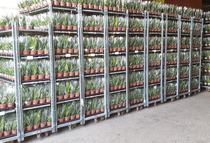 Factory Direct High Quality China Wholesale Dutch Trolley Cc Roll ...