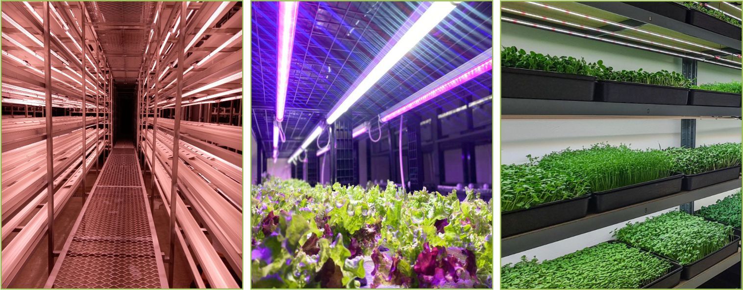 Buy Wholesale China Micro Greens Lm301 Planta De Luz Led Grow Lights ...