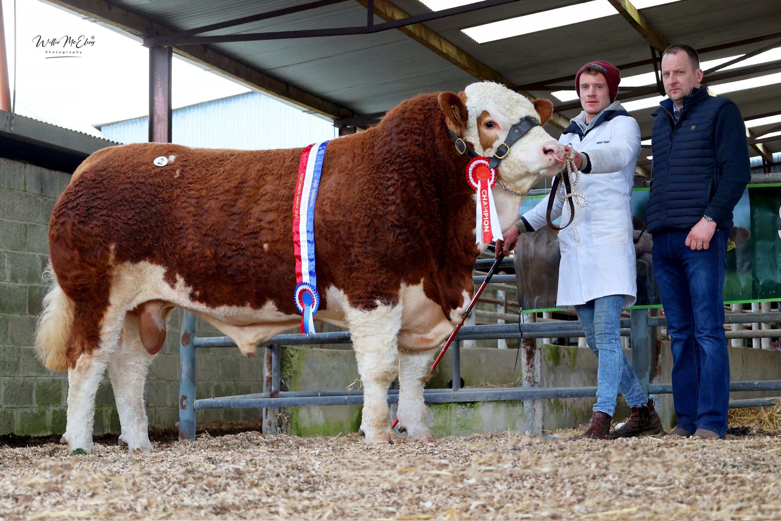 Buy Wholesale United Kingdom Wholesale Price Simmental Bull Cattle For ...