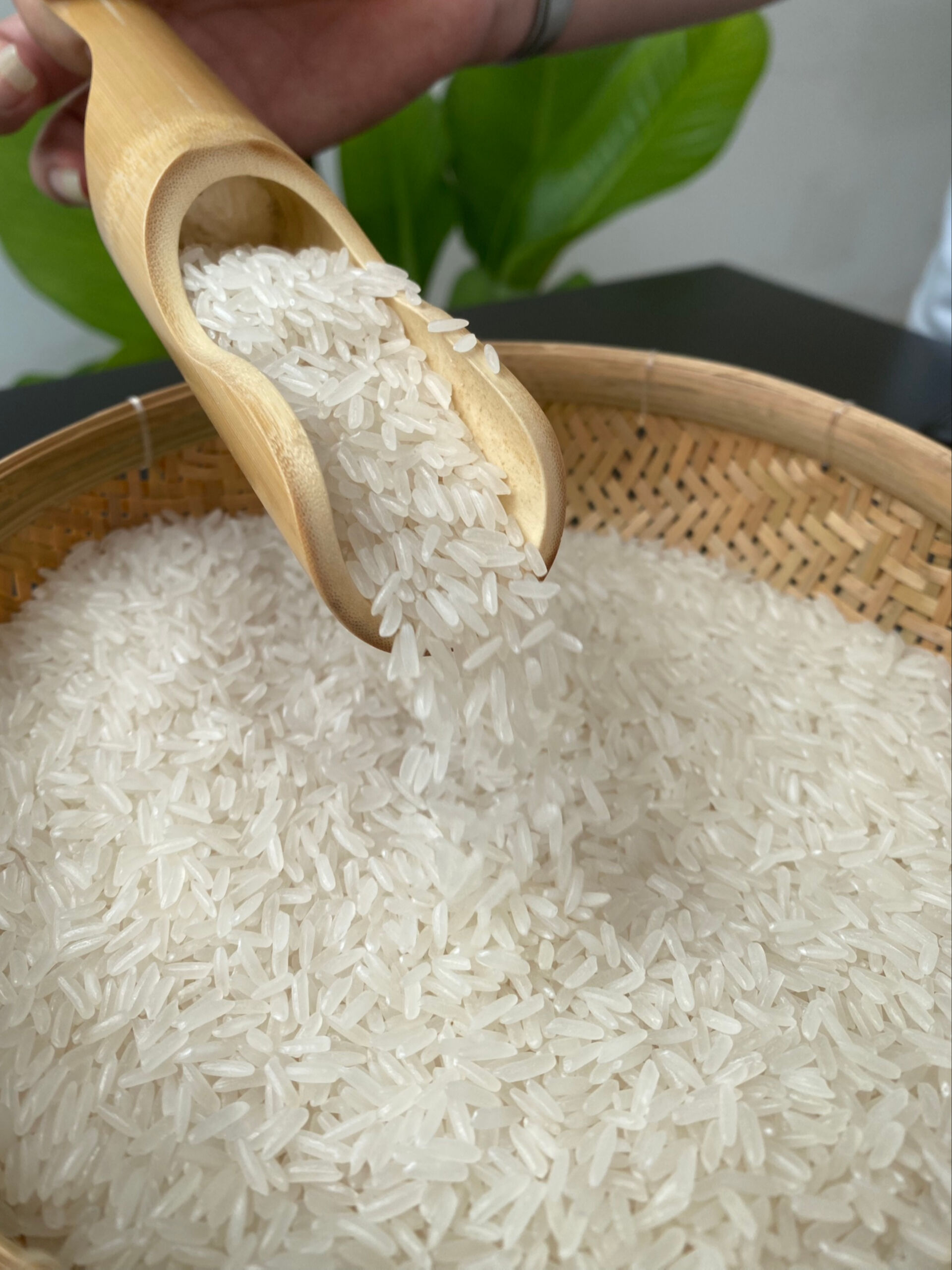 Factory Direct High Quality Thailand Wholesale Premium Jasmine Rice ...