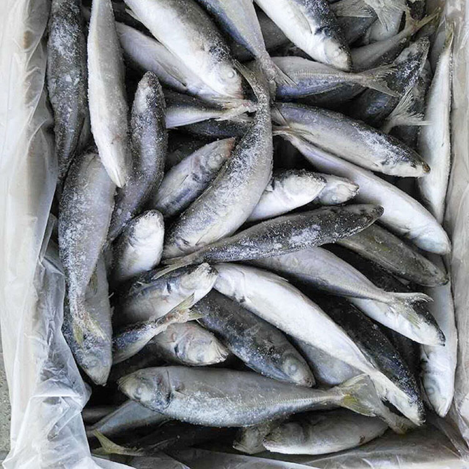 Buy Wholesale United Kingdom 2023 New Stock Fresh Frozen High Quality ...