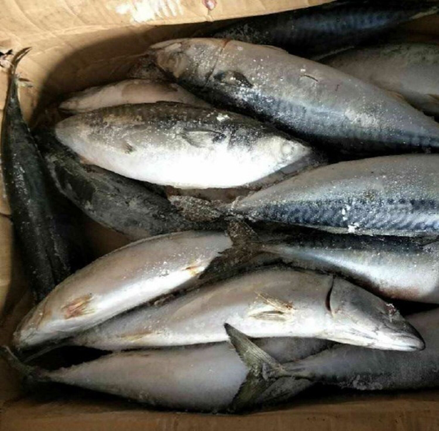 Buy Wholesale United Kingdom 2023 New Stock Fresh Frozen High Quality ...