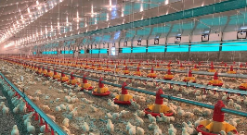 Bulk Buy China Wholesale Chicken Poultry Farmming Feed Silo Small Size ...