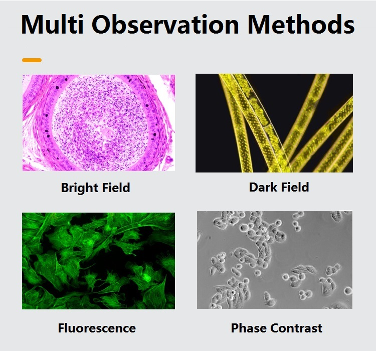 Buy Wholesale China Boshida Ne610 Serial Trinocular Biological ...