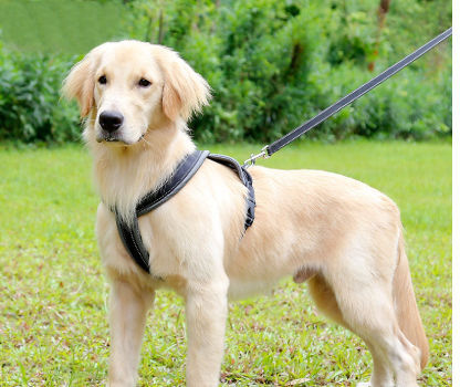 Medium And Large Dog Pet Chest And Back Cover Mesh Breathable I-shaped ...