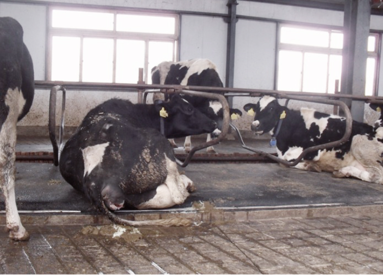 Comfort Cow Bed Long Line Cubicle Mattress Rubber Cover With ...